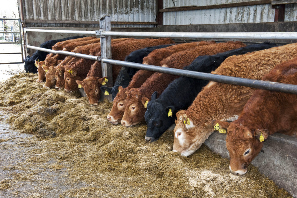 Winter Beef Finishing | Concentrate Feeding | Agritech