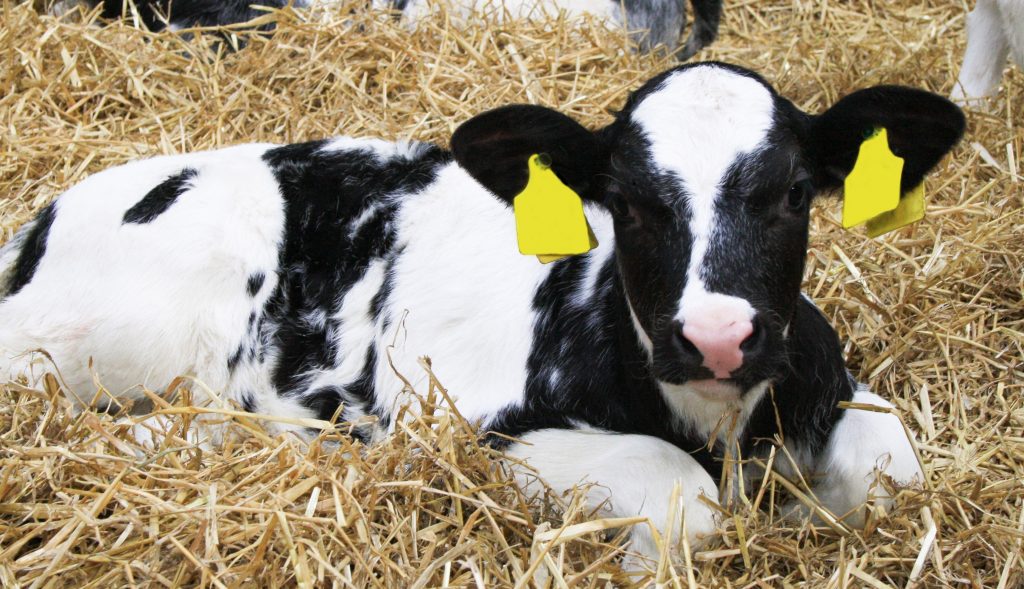 Calf Rearing Success - Agritech