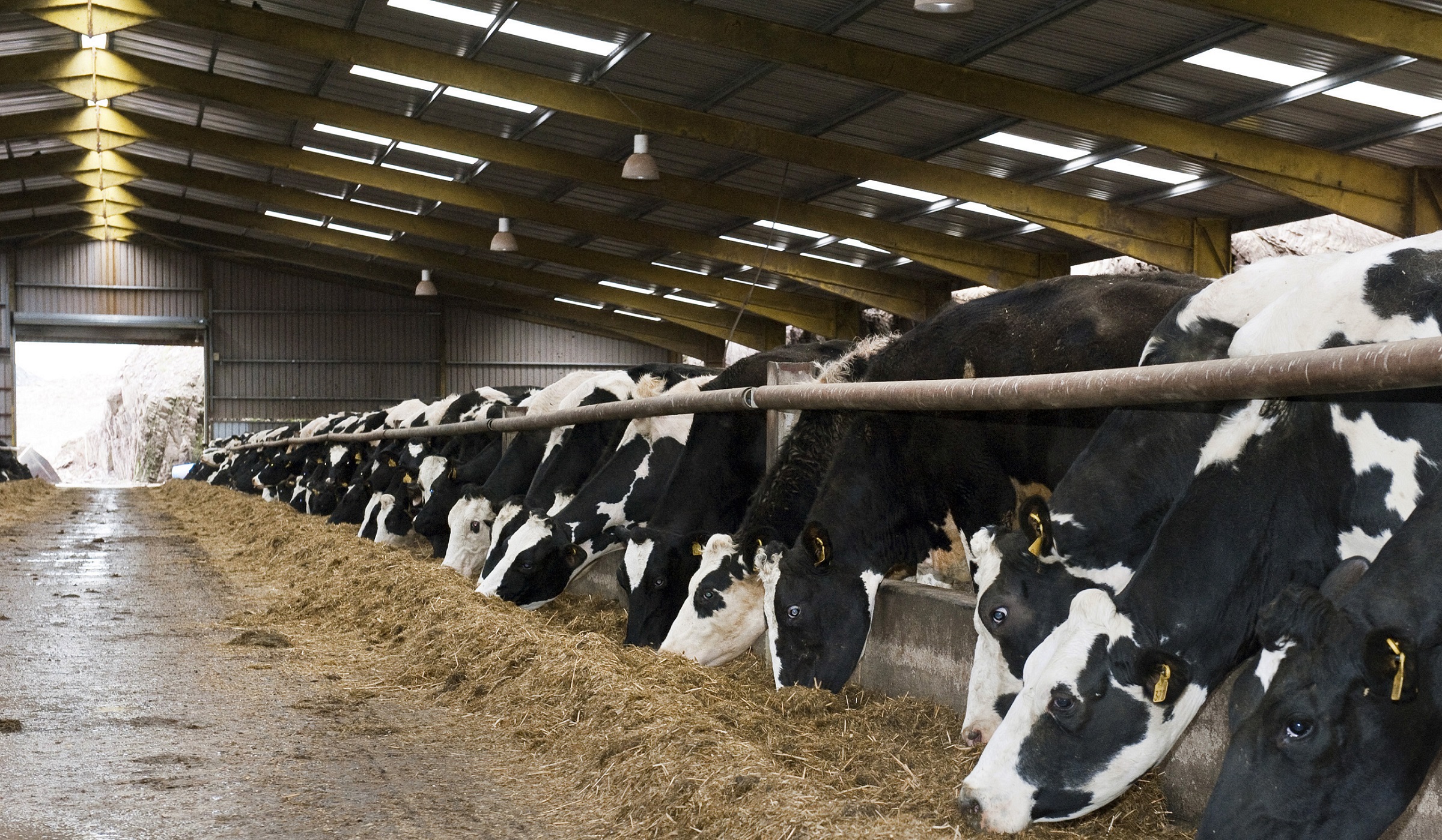 Cows Indoors Eating Silage Agritech