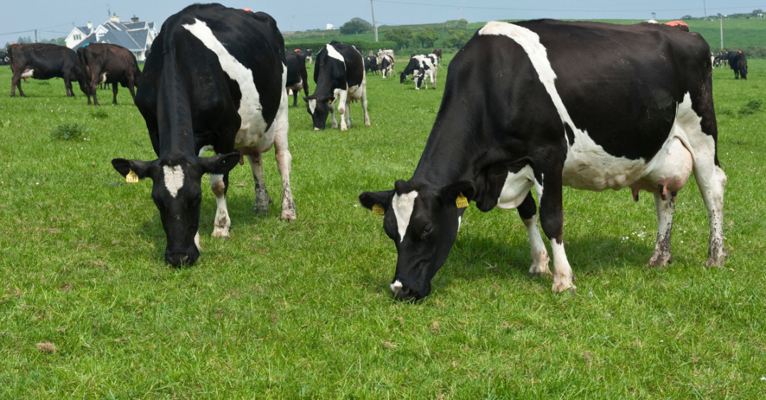 Poor Grazing Conditions | High Quality Silage | Agritech Ireland