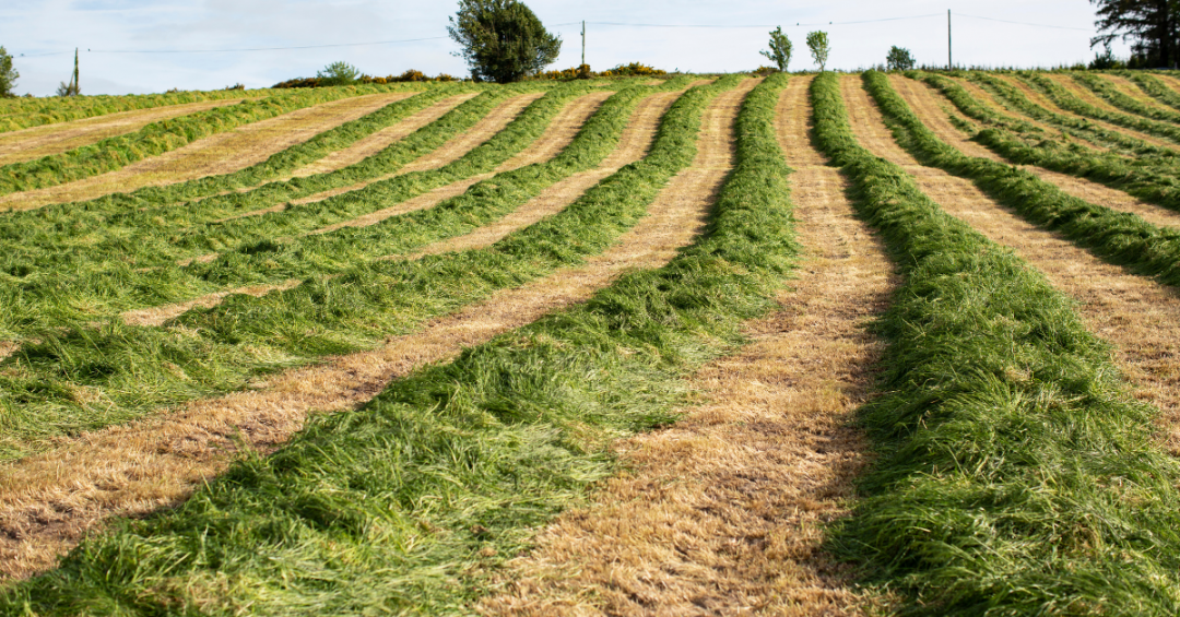 Silage making - Improving quality to alleviate cost pressures - Agritech
