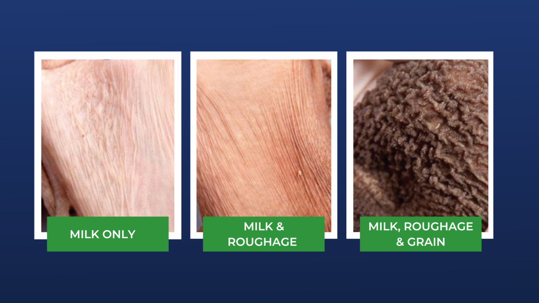 Early rumen development in calves | Agritech