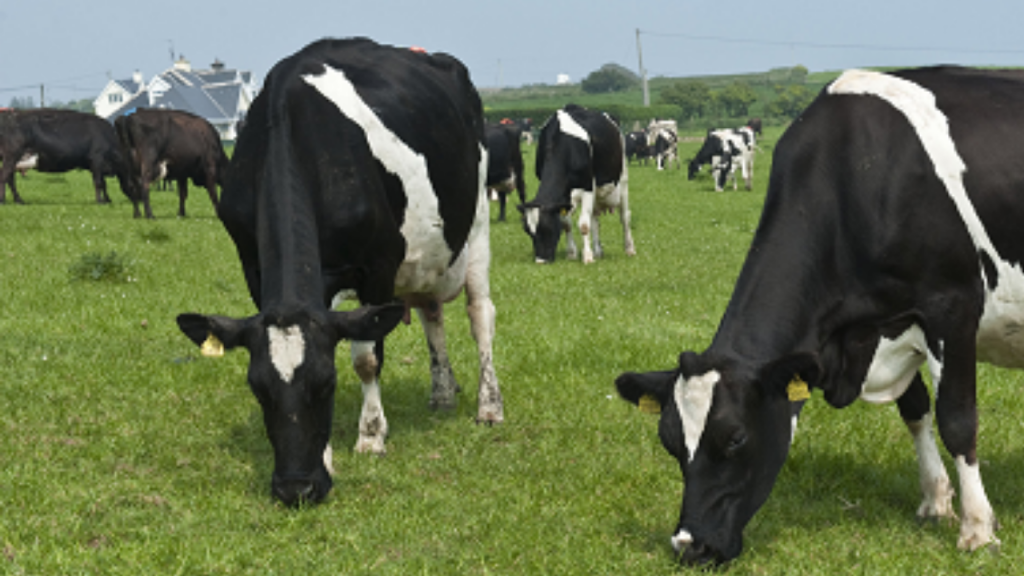 Dairy cattle at grass grazing - Agritech