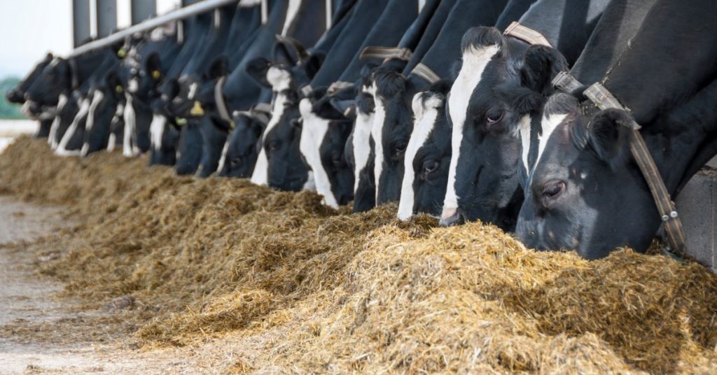 dairy cows eating silage - Agritech