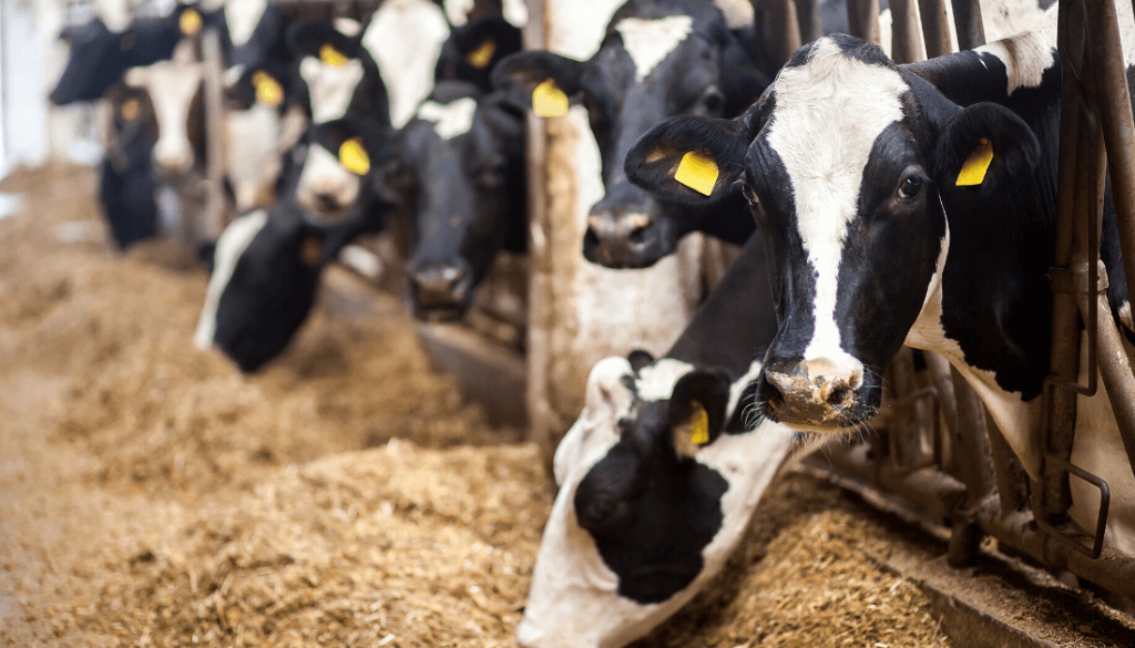 Forage Additives for Grass, Grain, Maize Silage | Agritech